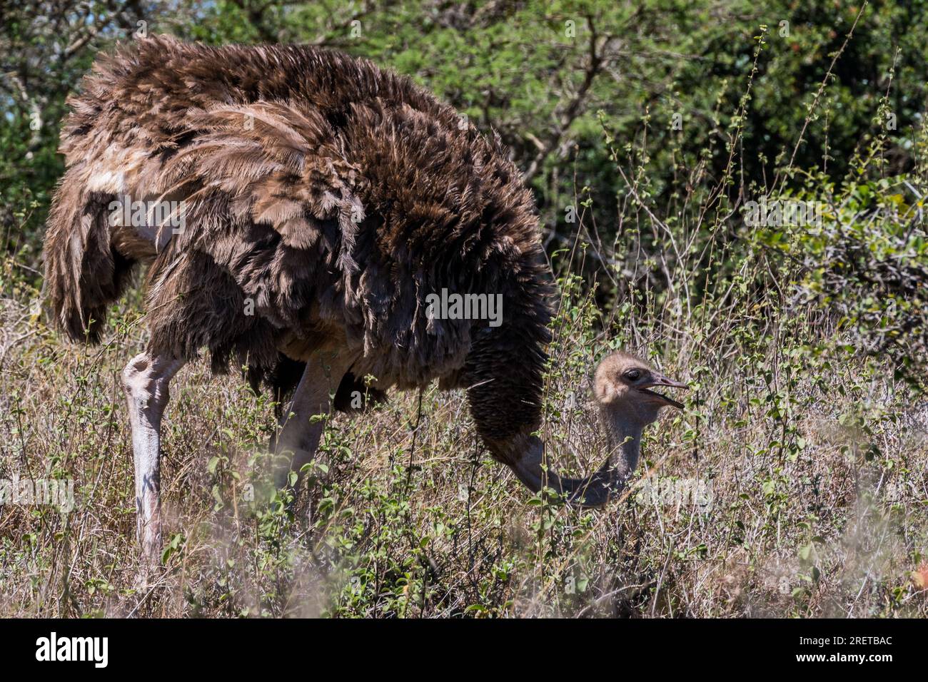 The common ostrich, or simply ostrich, is a species of flightless bird ...