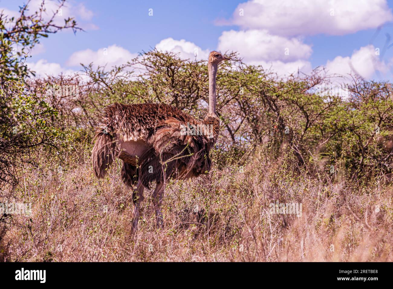 The common ostrich, or simply ostrich, is a species of flightless bird ...