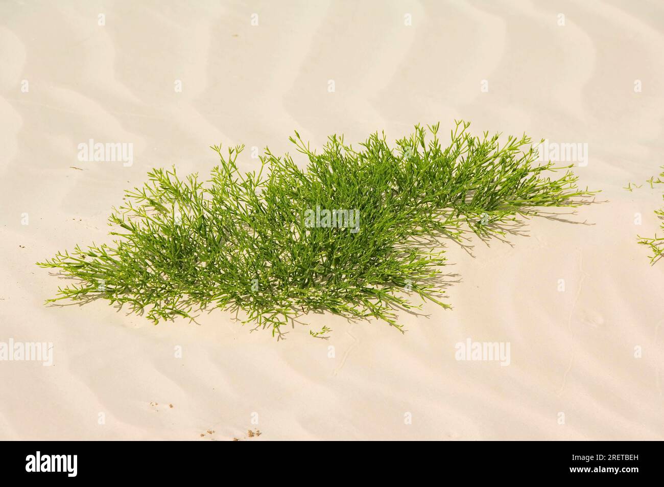 Sea Grass, San Cristobal Island, Galapagos Islands, Ecuador (Sporobolus ...