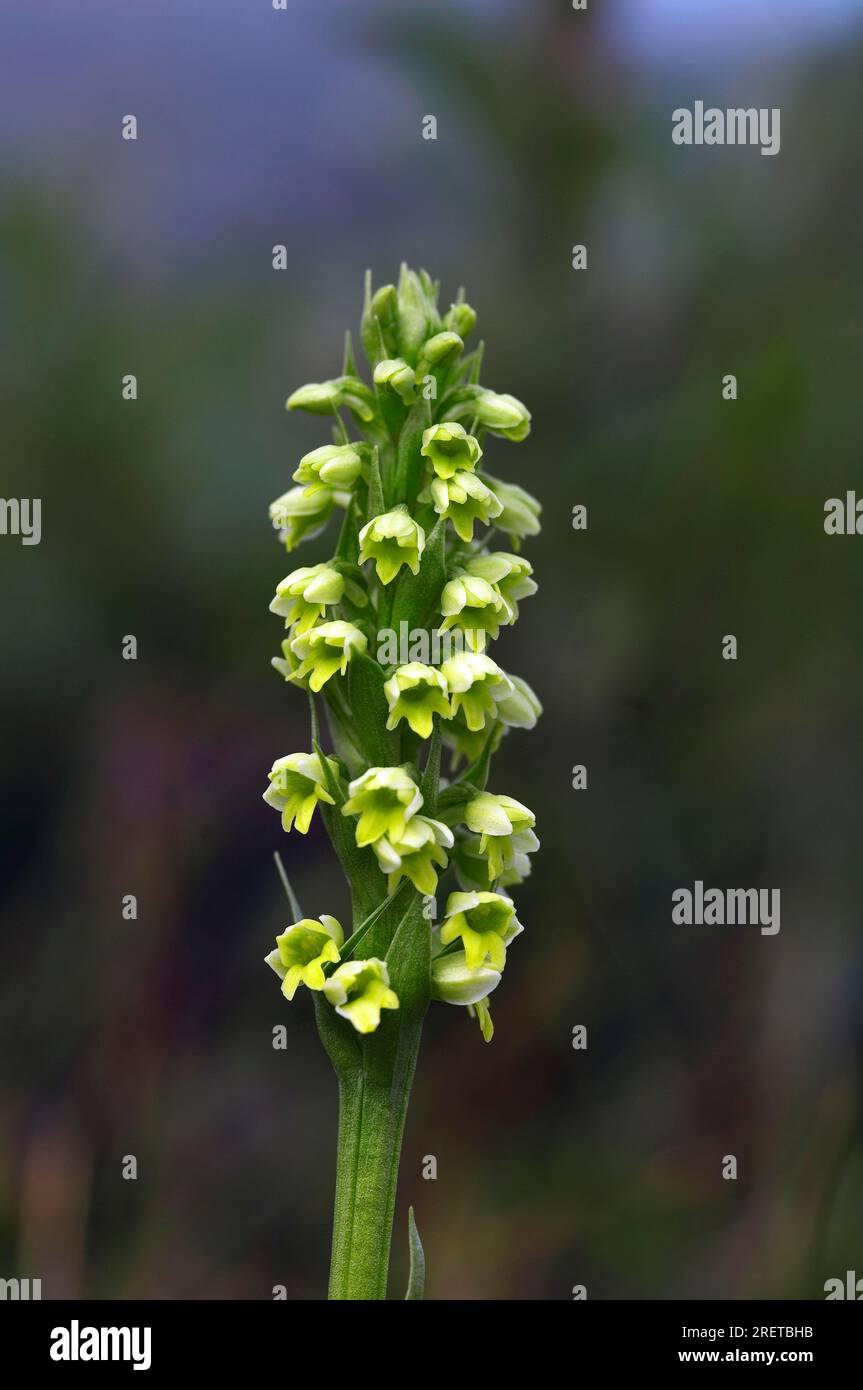 Small White Orchid, Greenland, White Mountain Orchid (Pseudorchis ...