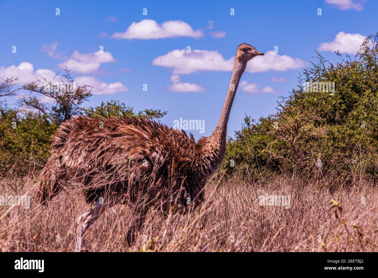 The common ostrich, or simply ostrich, is a species of flightless bird ...