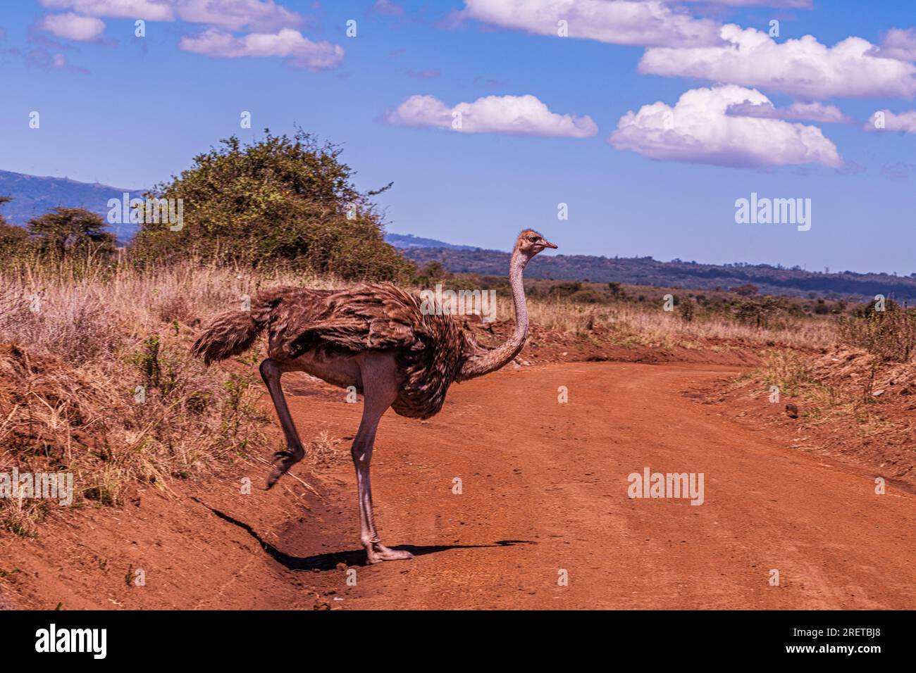 The common ostrich, or simply ostrich, is a species of flightless bird ...