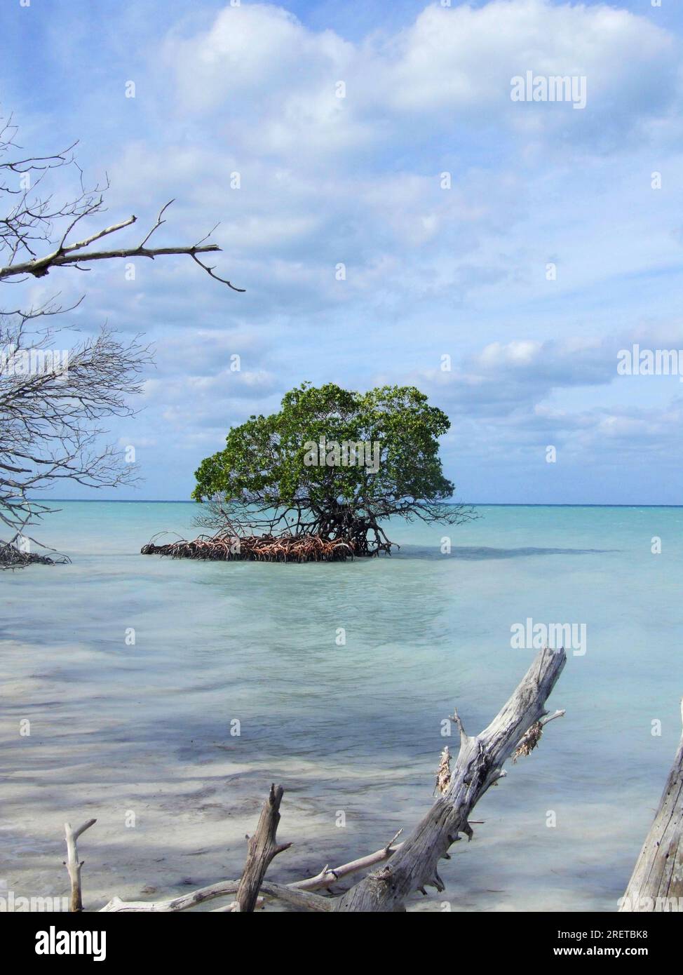 Mangrove (Rhizophora), Pina del Rio, Cayo Levisa Island, Caribbean ...
