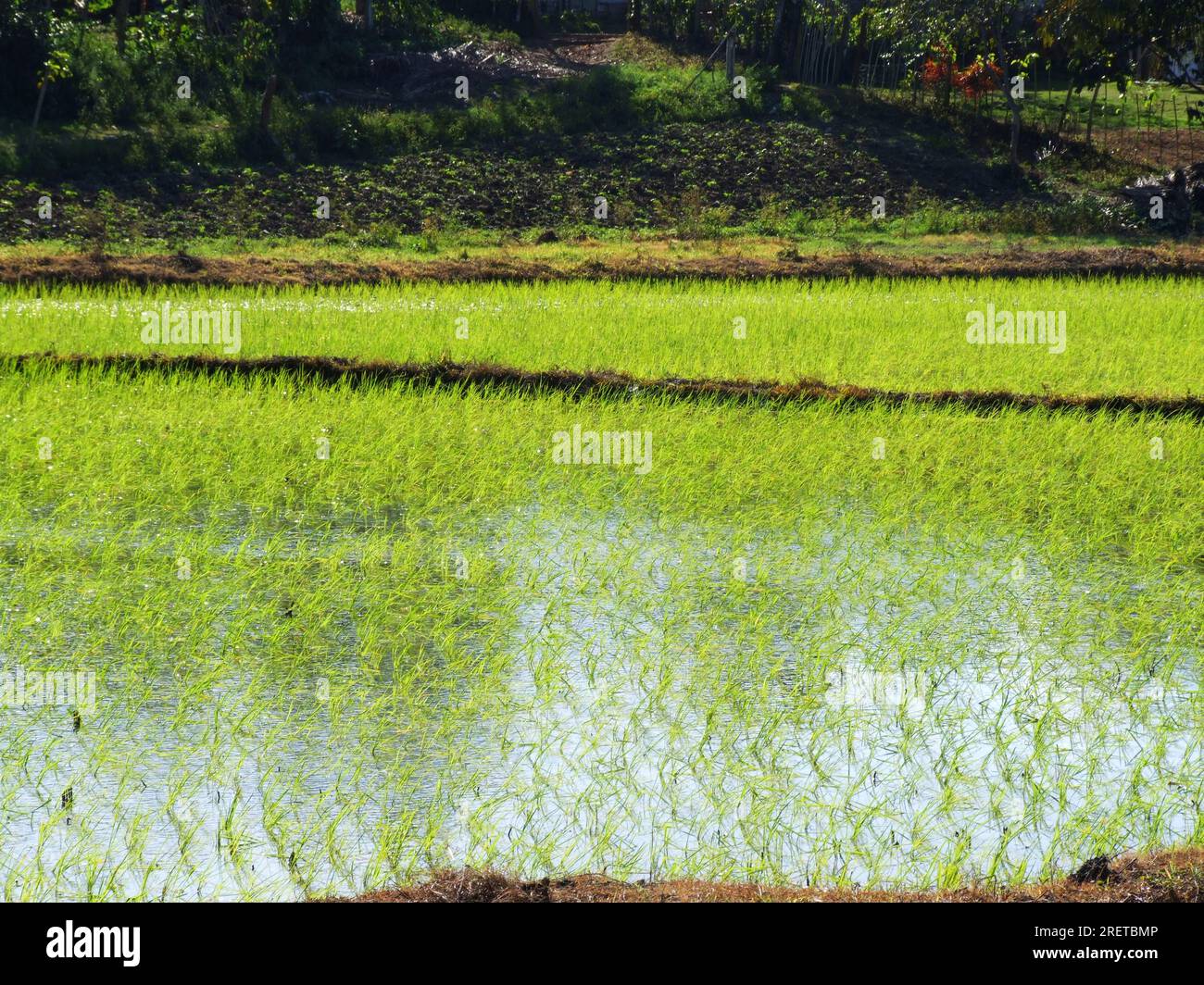 Rice field, Pina del Rio, Cuba Stock Photo - Alamy