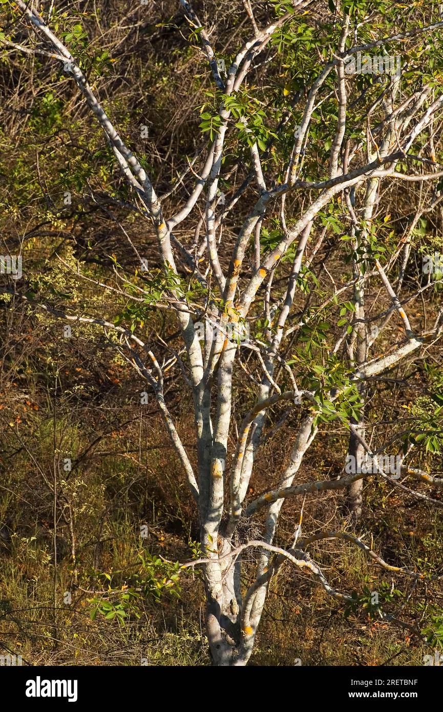 Palo Santo (Bursera graveolens) Tree, Isabela Island, Galapagos Islands ...