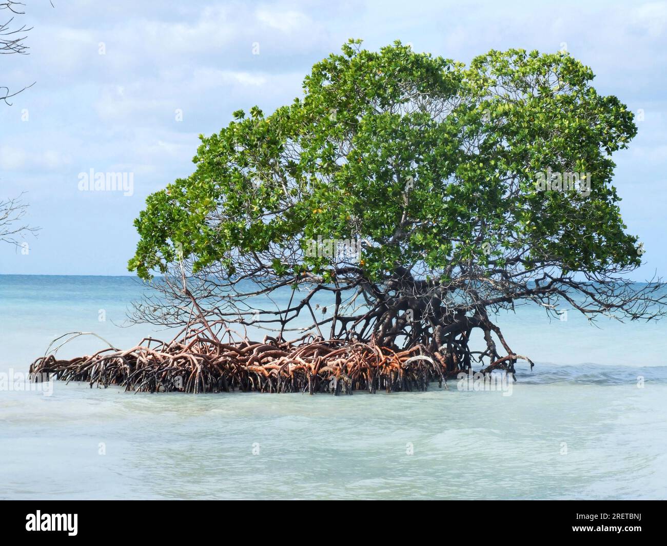 Mangrove (Rhizophora), Pina del Rio, Cayo Levisa Island, Caribbean ...
