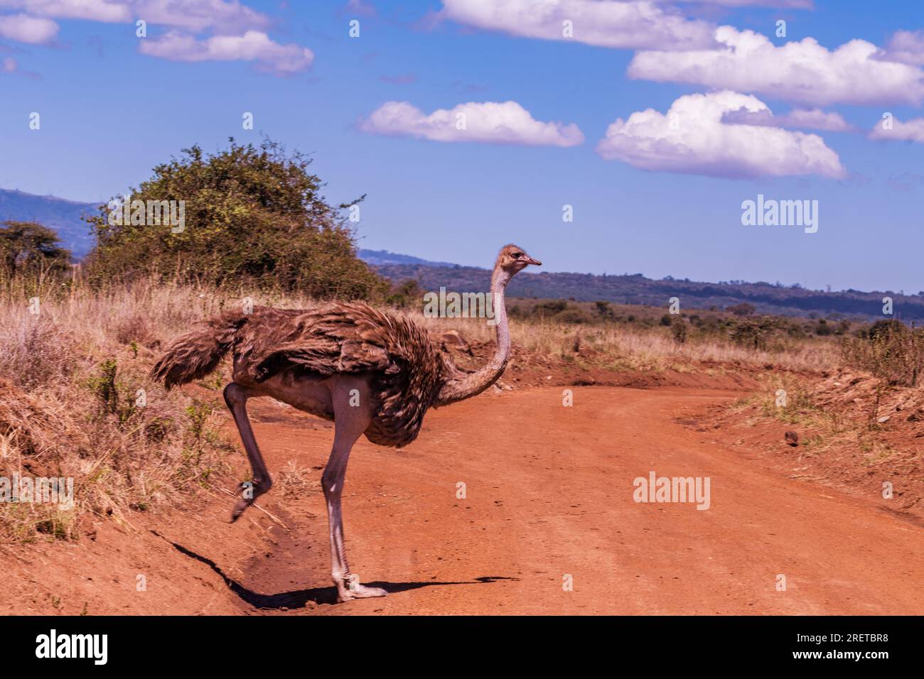 The common ostrich, or simply ostrich, is a species of flightless bird ...