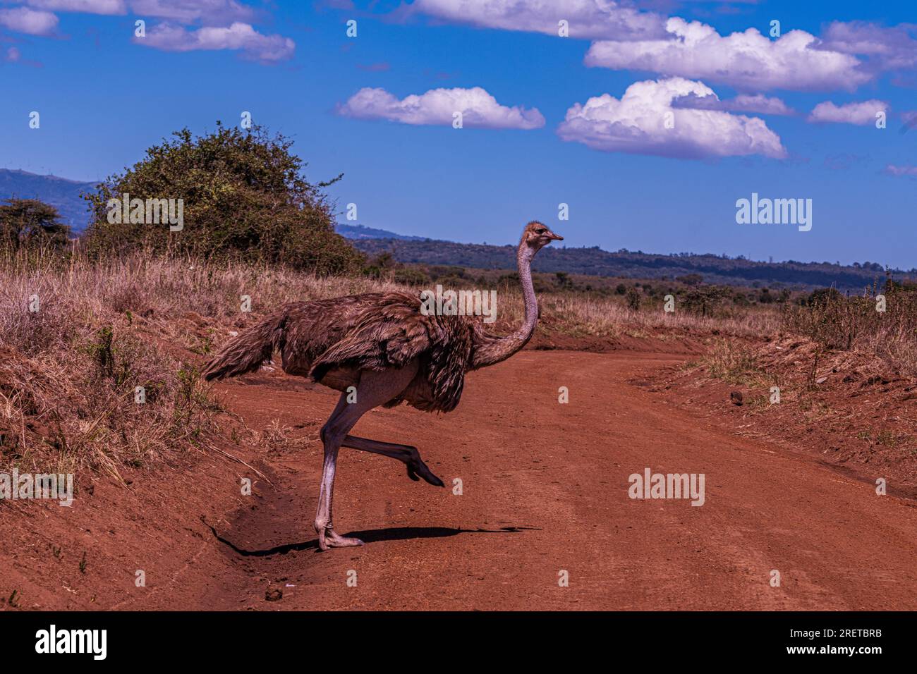 The common ostrich, or simply ostrich, is a species of flightless bird ...