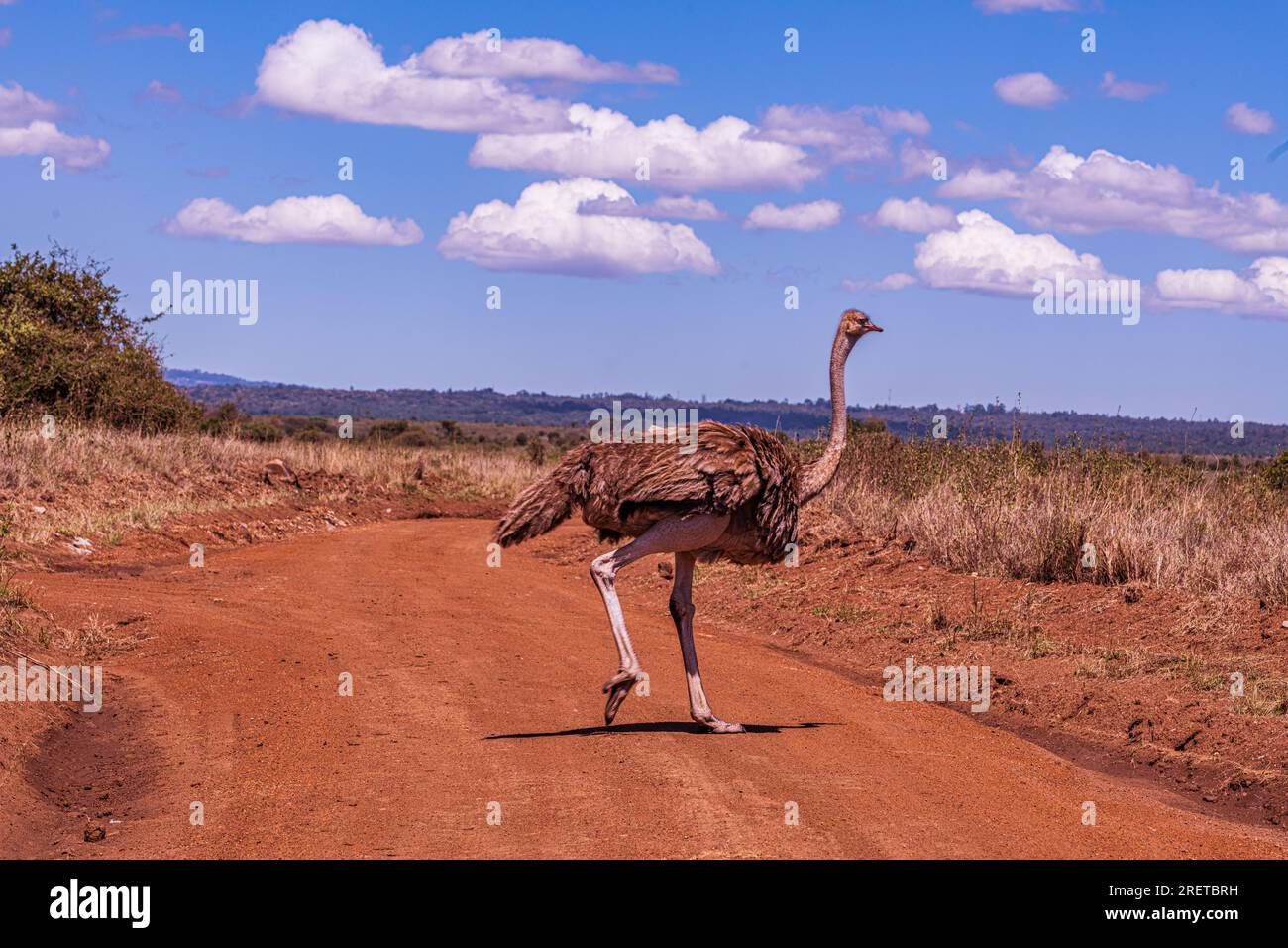 The common ostrich, or simply ostrich, is a species of flightless bird ...