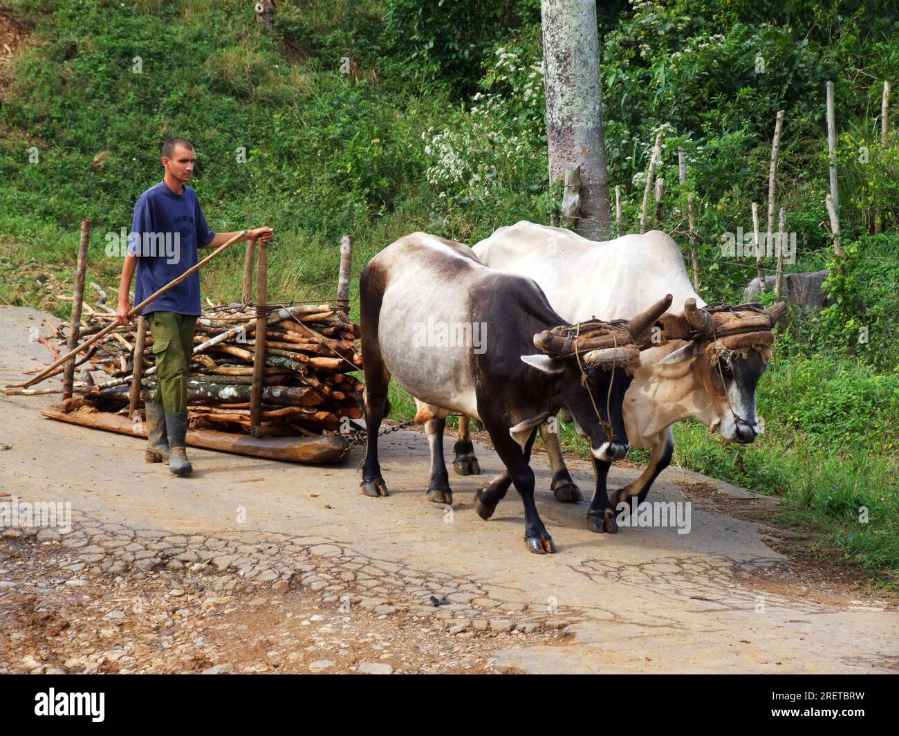 Ox pull hi-res stock photography and images - Alamy
