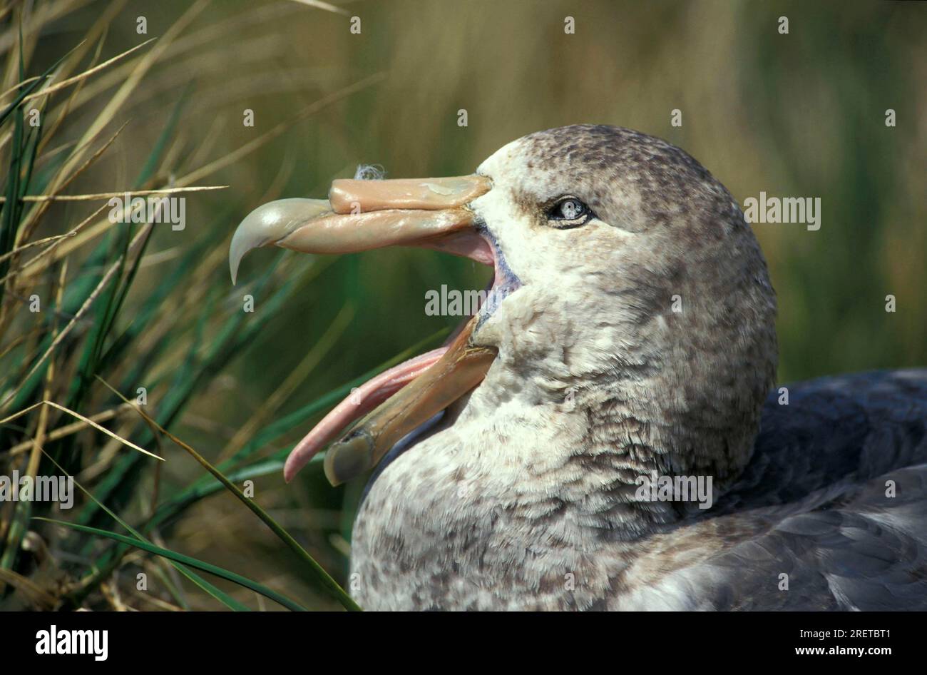 Southern giant petrel (Macronectes giganteus), Hercules Bay, South ...