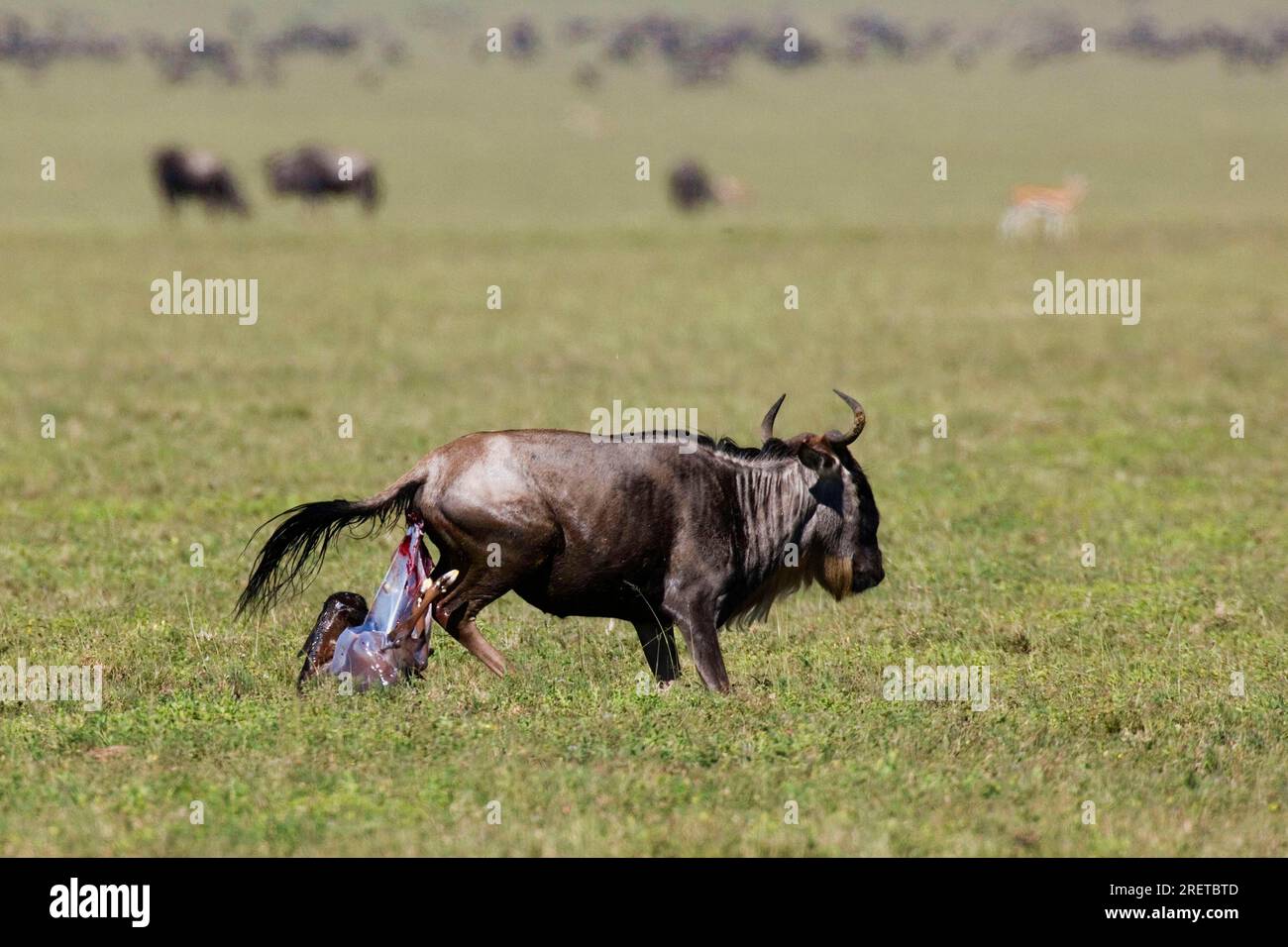 White-bearded wildebeest, birth of young (Connochaetes taurinus ...