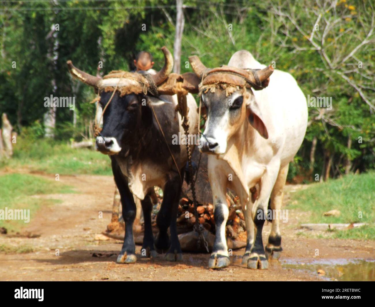 Ox pull hi-res stock photography and images - Alamy