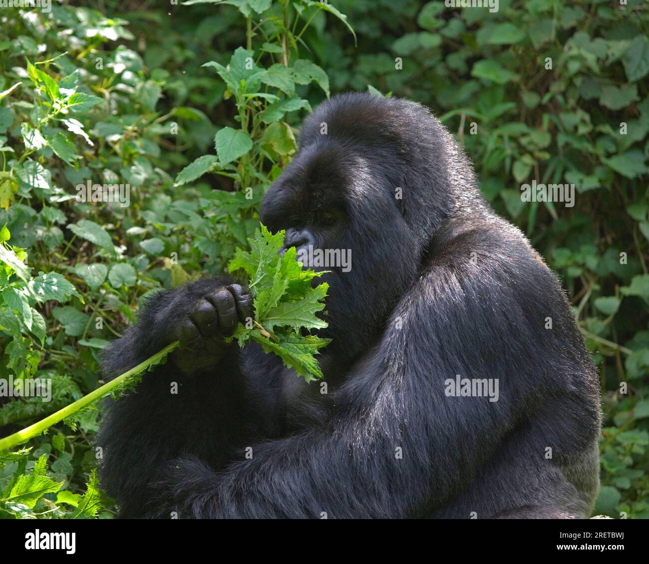 Mountain gorilla, male, Volcano National Park (Gorilla gorilla beringei ...