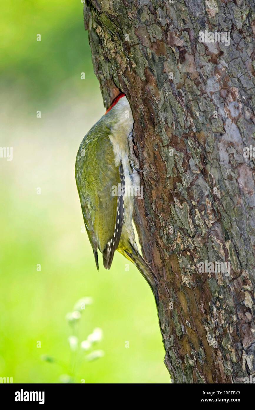European green woodpecker (Picus viridis), male, Saxony, Germany Stock ...