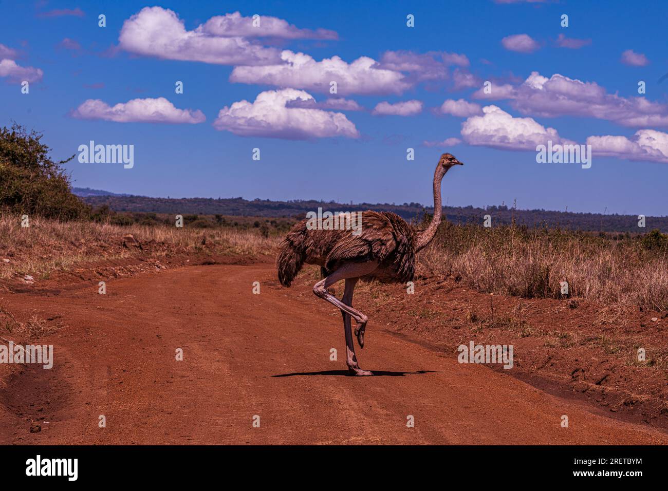 The common ostrich, or simply ostrich, is a species of flightless bird ...