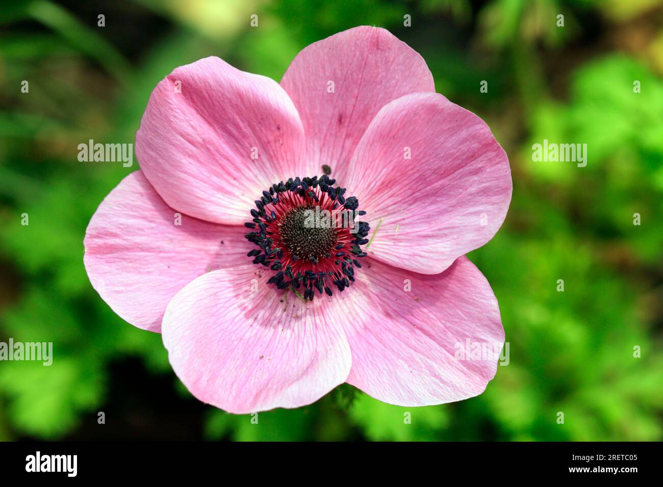 Adonis anemone hi-res stock photography and images - Alamy