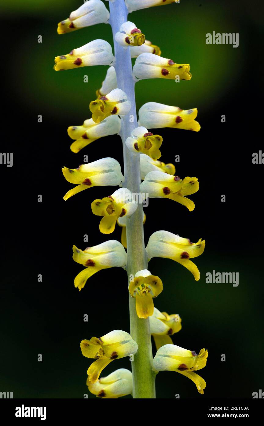 Cape cowbell (Lachenalia mutabilis Stock Photo - Alamy