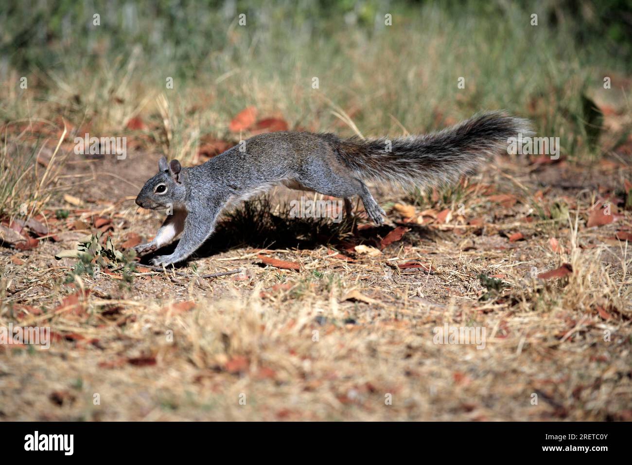 Arizona Grey Squirrel (Sciurus arizonensis), Arizona, USA Stock Photo ...