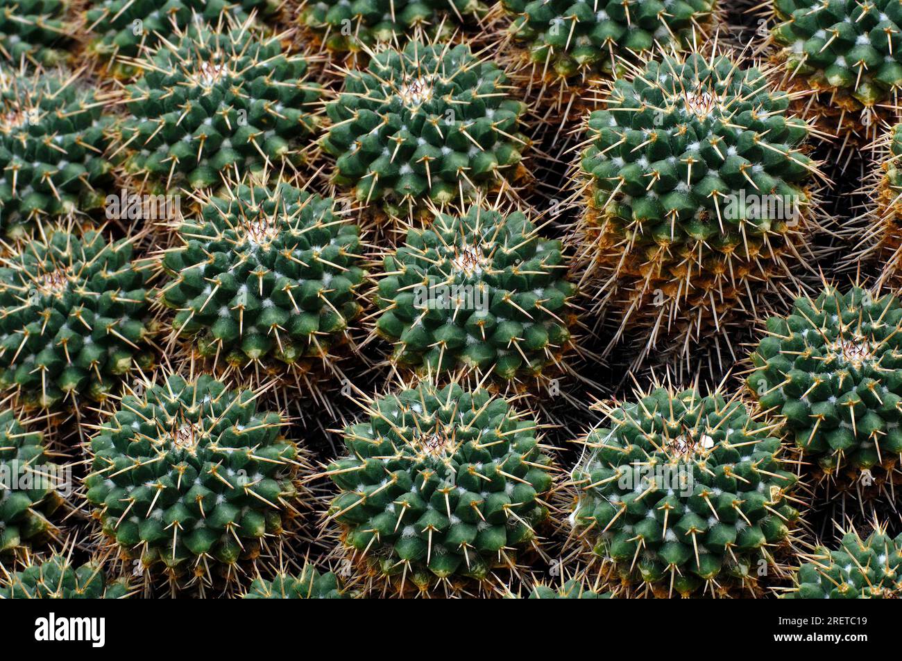 Mother of Hundreds Cactus (Mammillaria compressa Stock Photo - Alamy