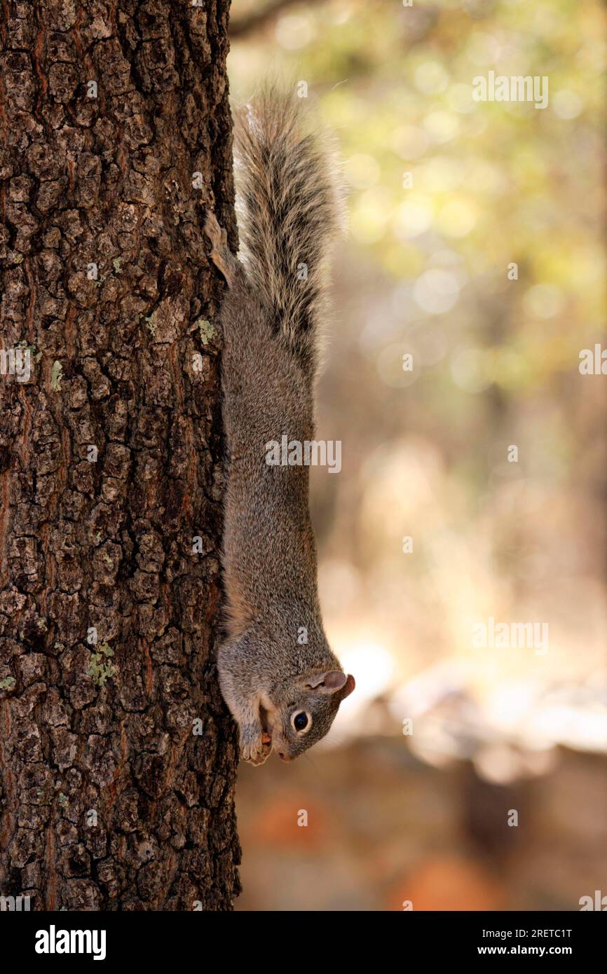 Arizona Grey Squirrel (Sciurus arizonensis), Arizona, USA Stock Photo ...