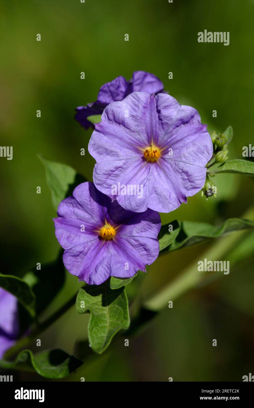 Blue Potato Bush (Solanum rantonnetii), Blue Solanum Stock Photo - Alamy