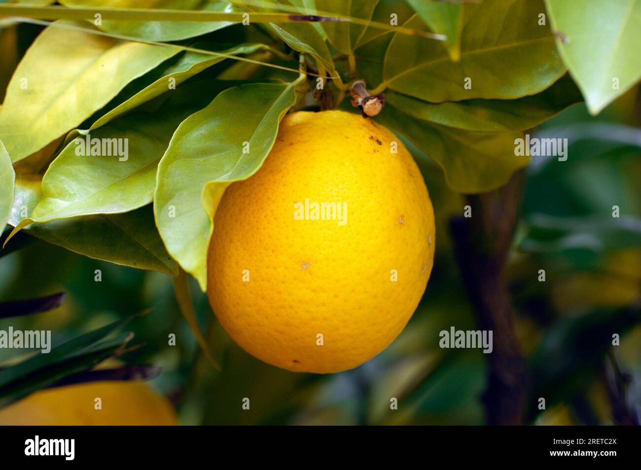 Orange on the tree, orange tree (Citrus sinensis Stock Photo - Alamy