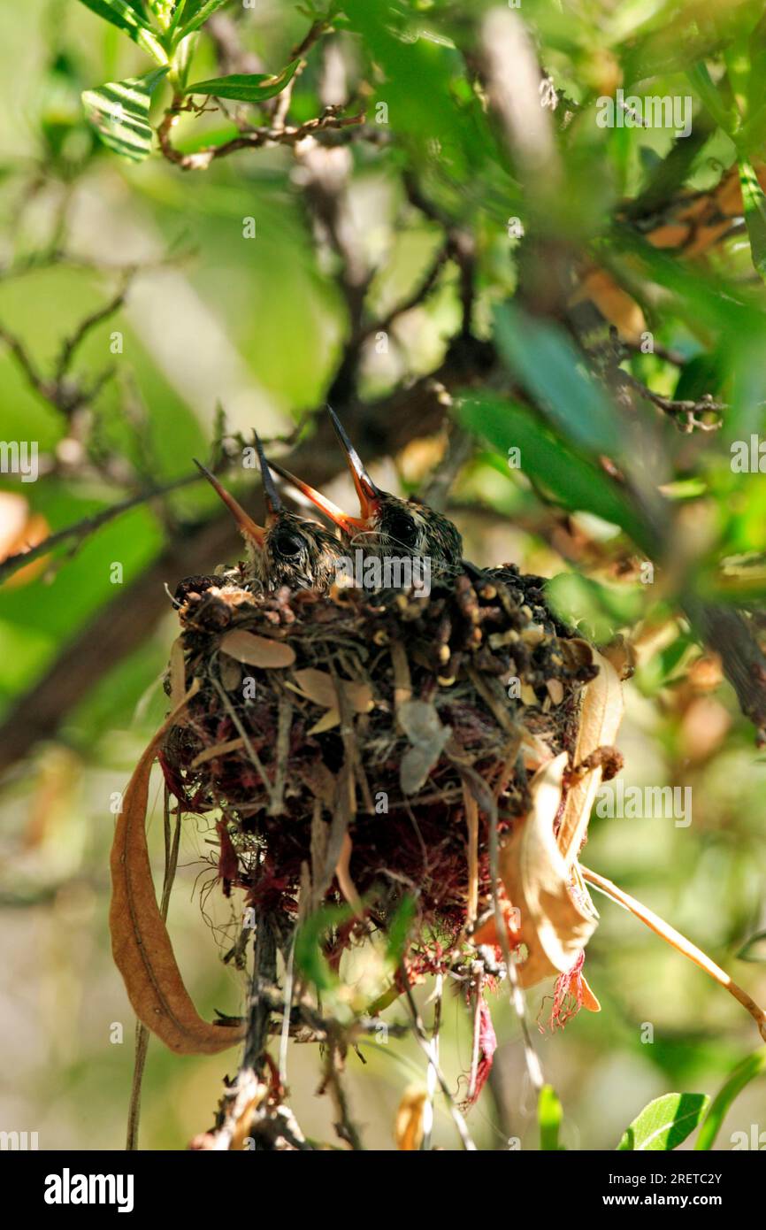 Fledgling hummingbird in nest hi-res stock photography and images - Alamy