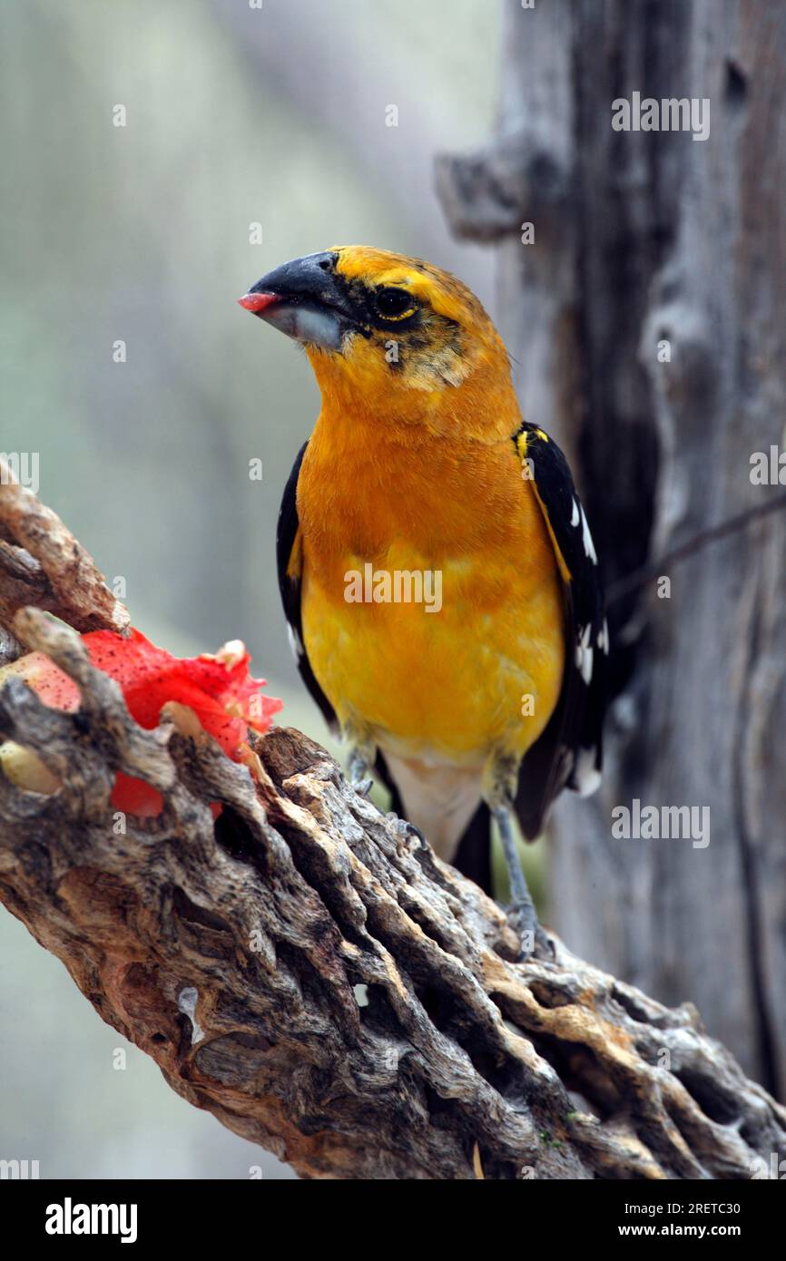Yellow Grosbeak (Pheucticus chrysopeplus), male, Sonora Desert, Arizona ...