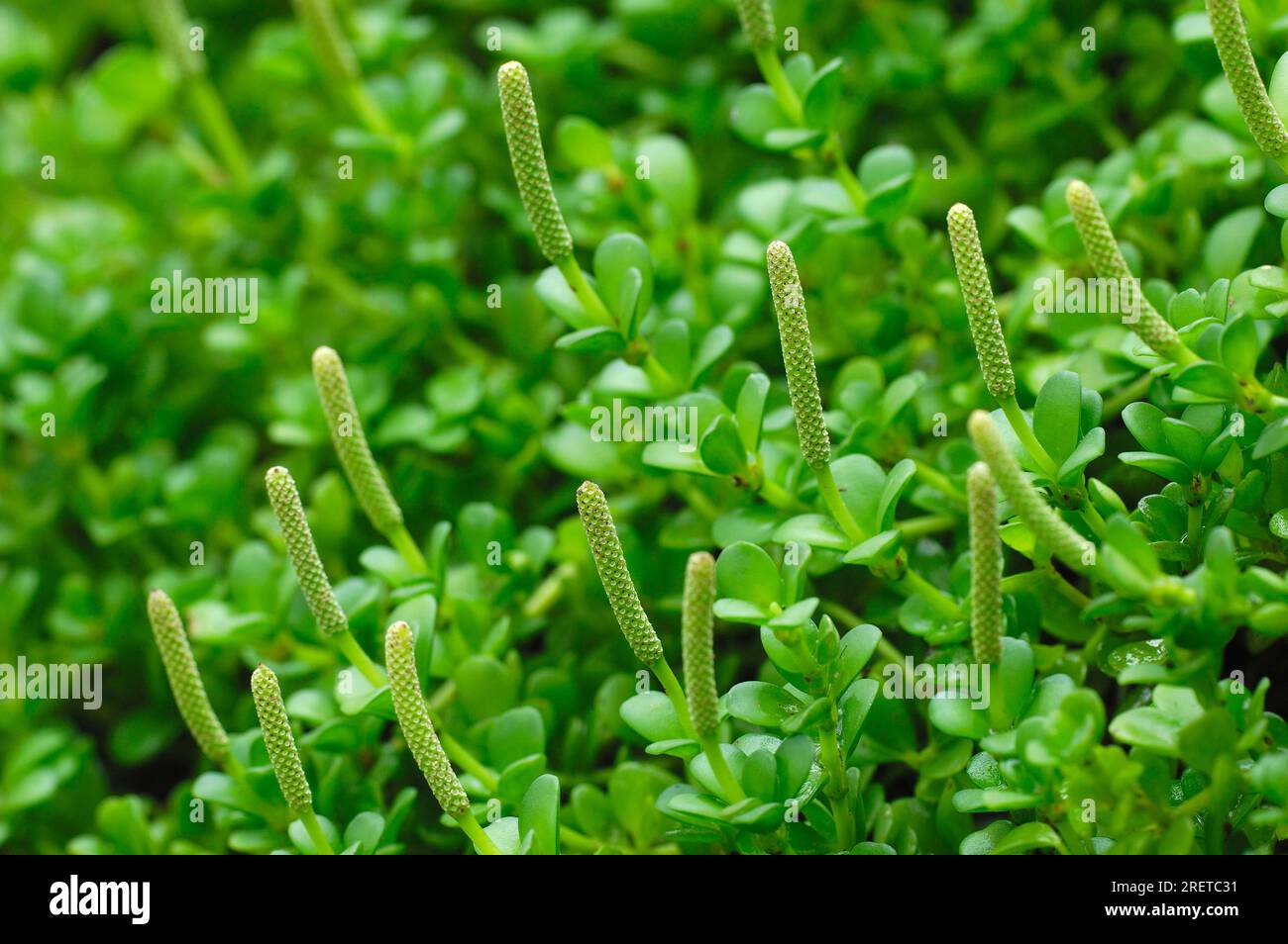 Peperomia (Peperomia hoffmannii Stock Photo - Alamy