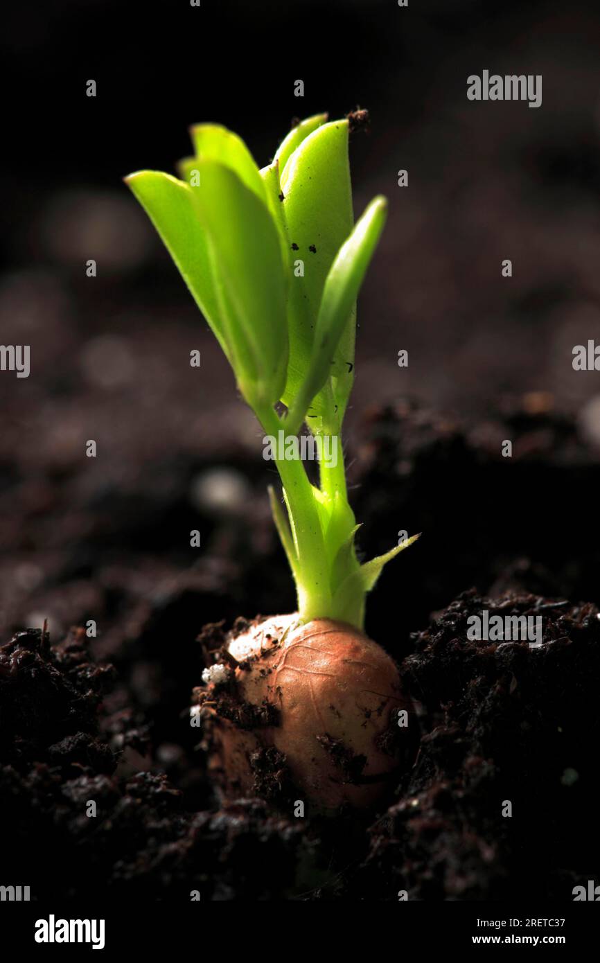 Peanut plant hi-res stock photography and images - Alamy