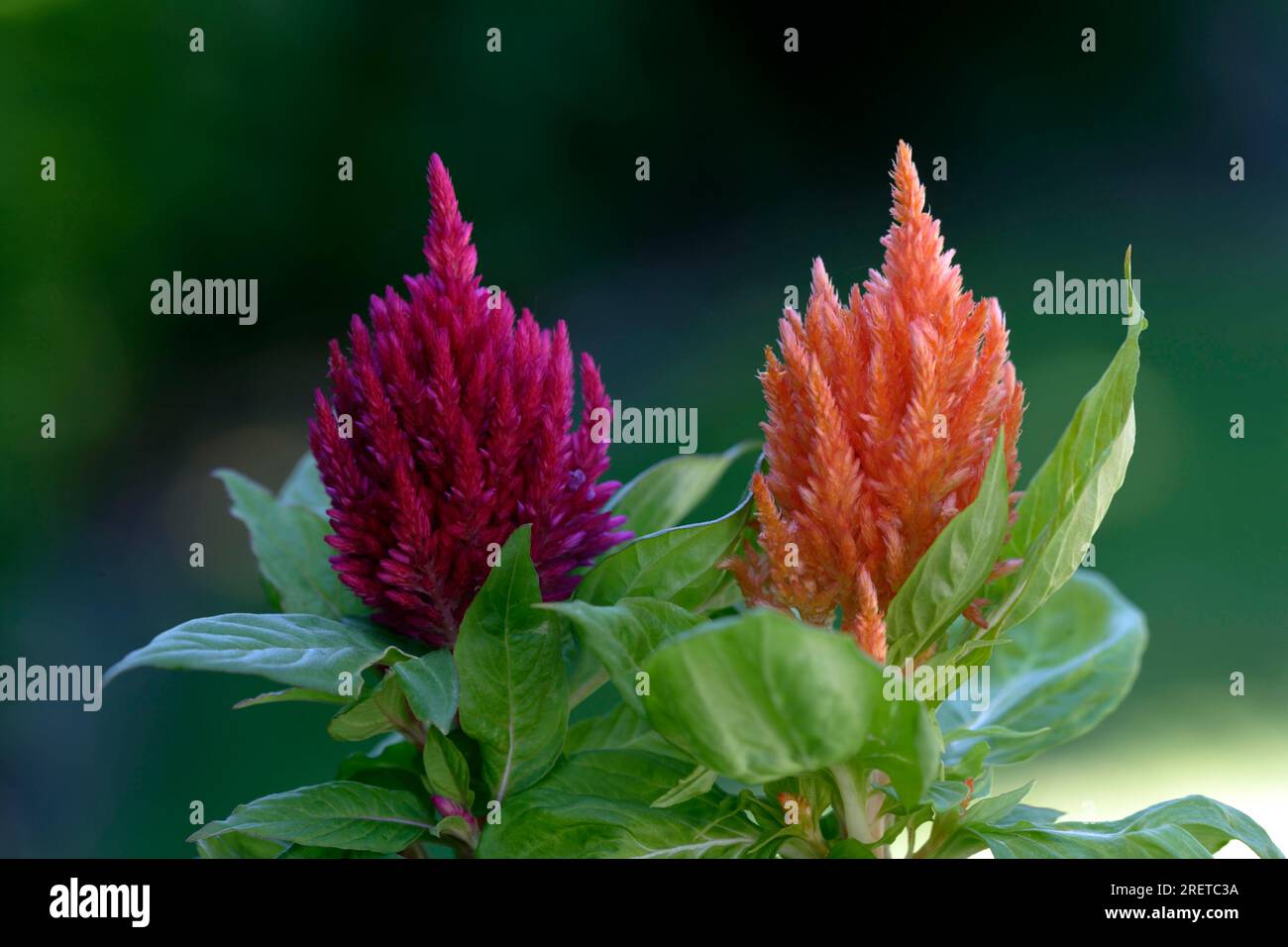 Argentea plumosa hi-res stock photography and images - Alamy