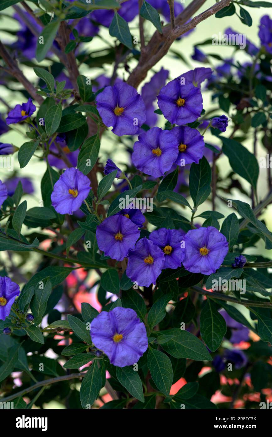 Blue Potato Bush (Solanum rantonnetii), Blue Solanum Stock Photo - Alamy