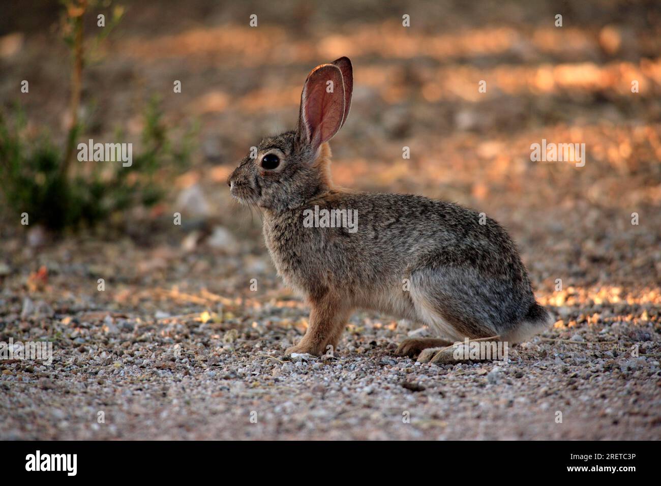 Desert Cottontail (Sylvilagus audubonii) Rabbit, Sonora Desert, Arizona ...