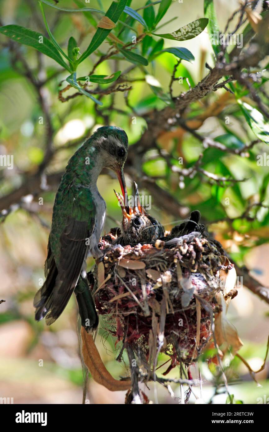 Broad-billed hummingbird (Cynanthus latirostris), female feeding young ...