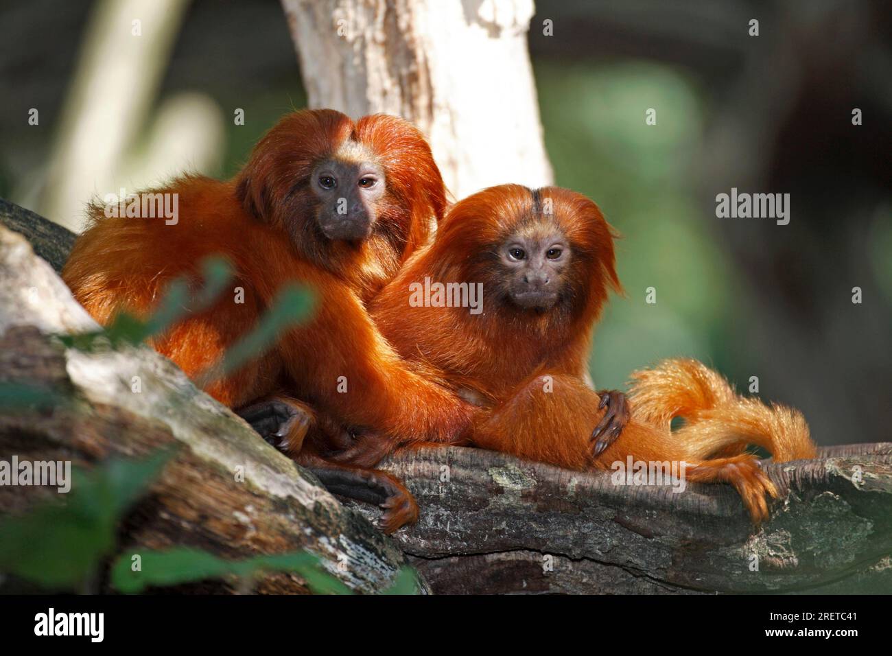 Golden Lion Tamarins, pair (Leontopithecus rosalia rosalia Stock Photo ...