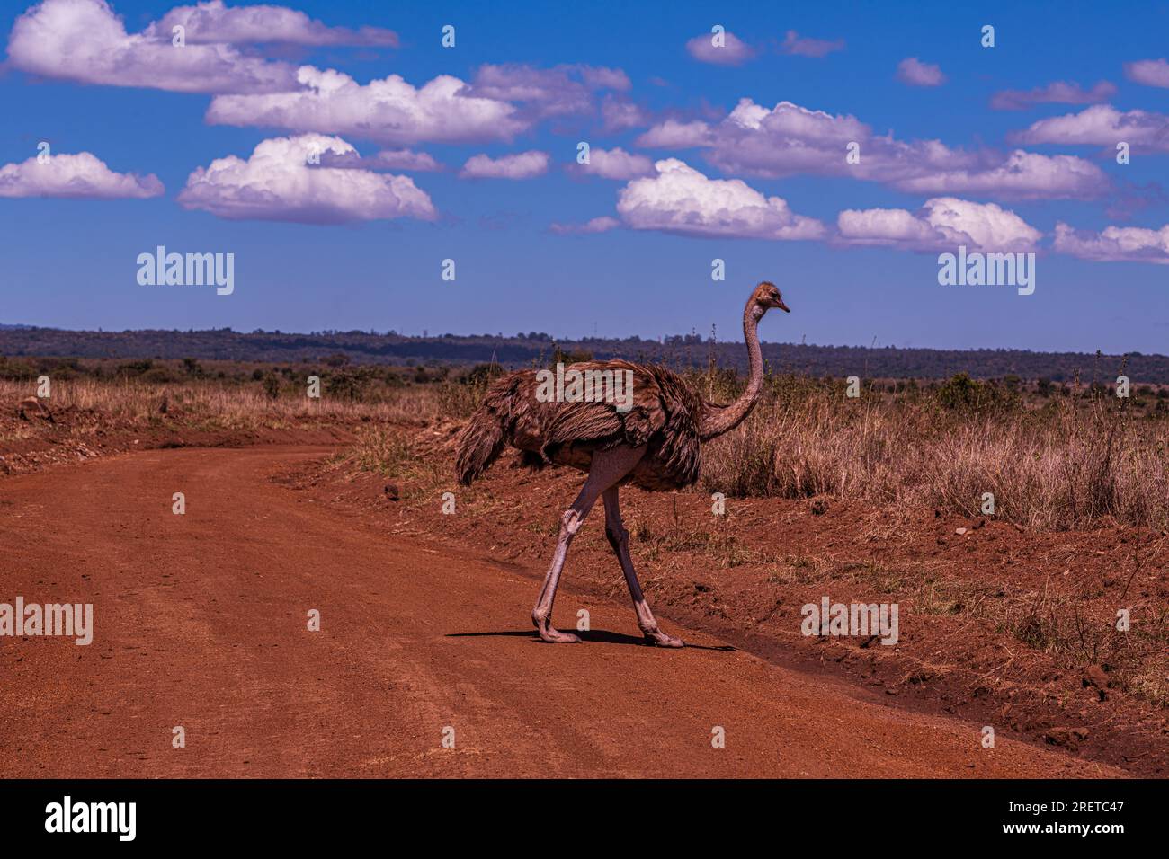 The common ostrich, or simply ostrich, is a species of flightless bird ...