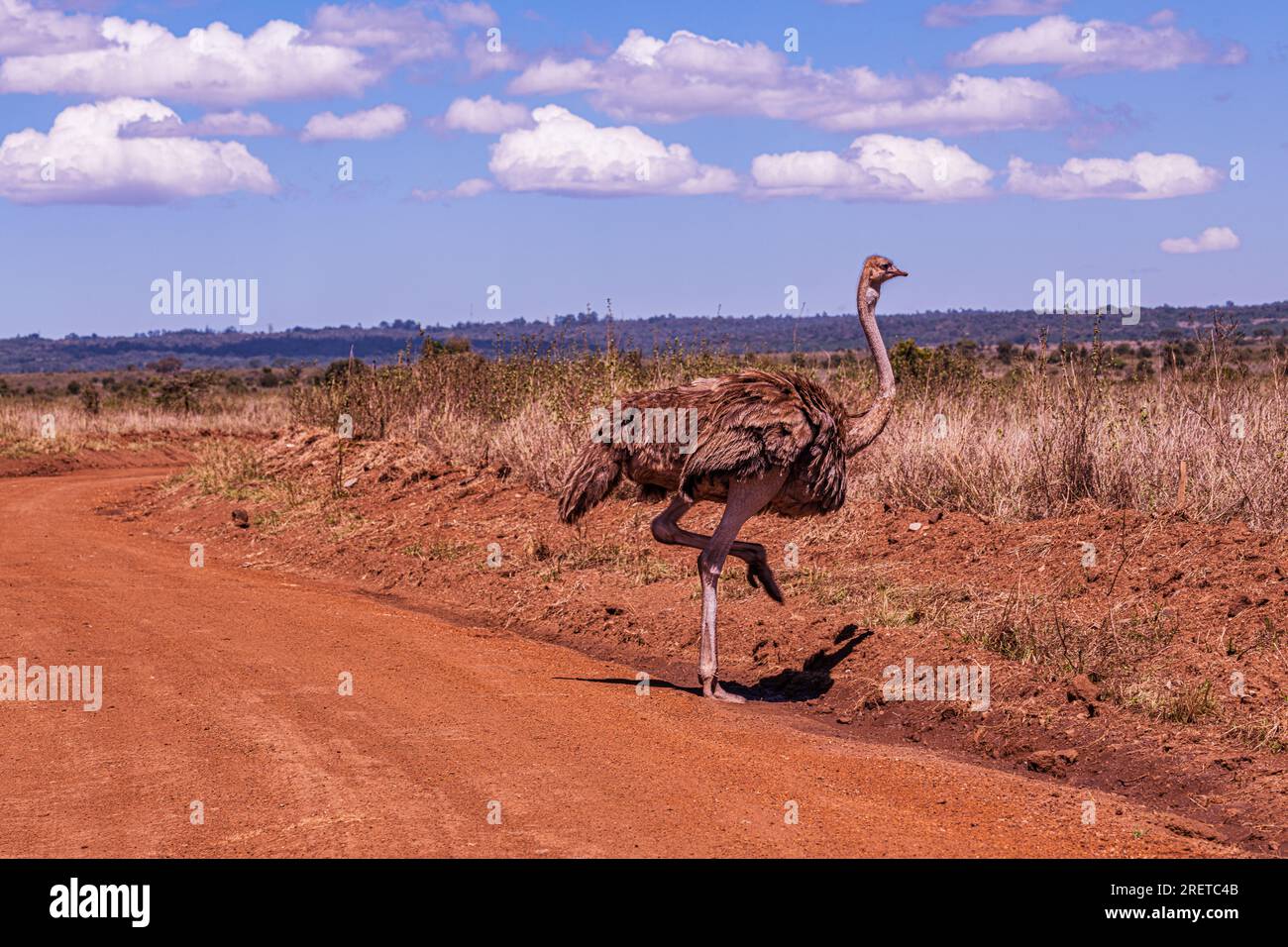 The common ostrich, or simply ostrich, is a species of flightless bird ...