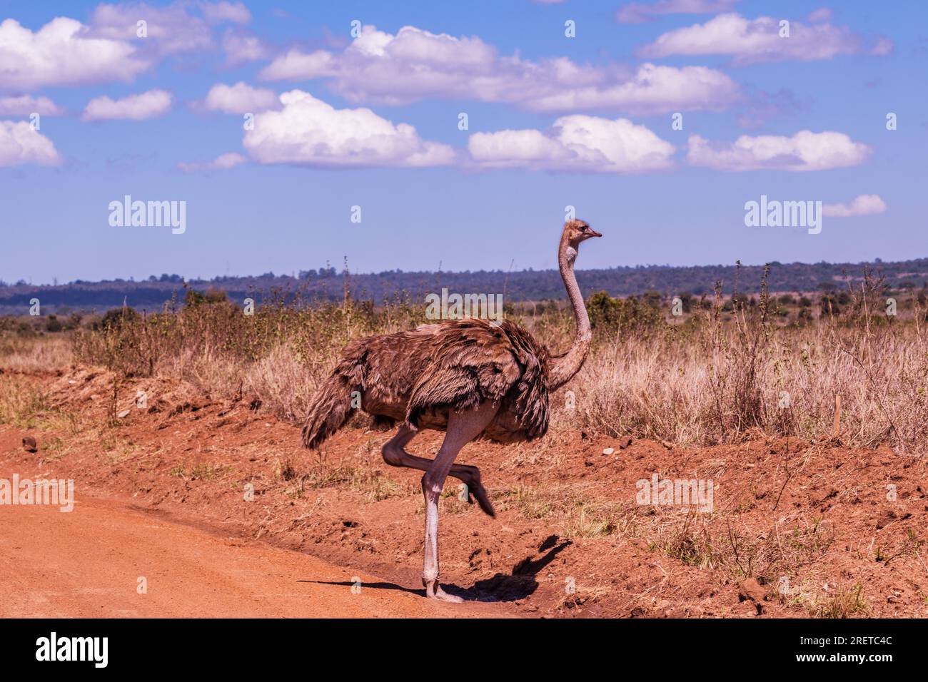 The common ostrich, or simply ostrich, is a species of flightless bird ...