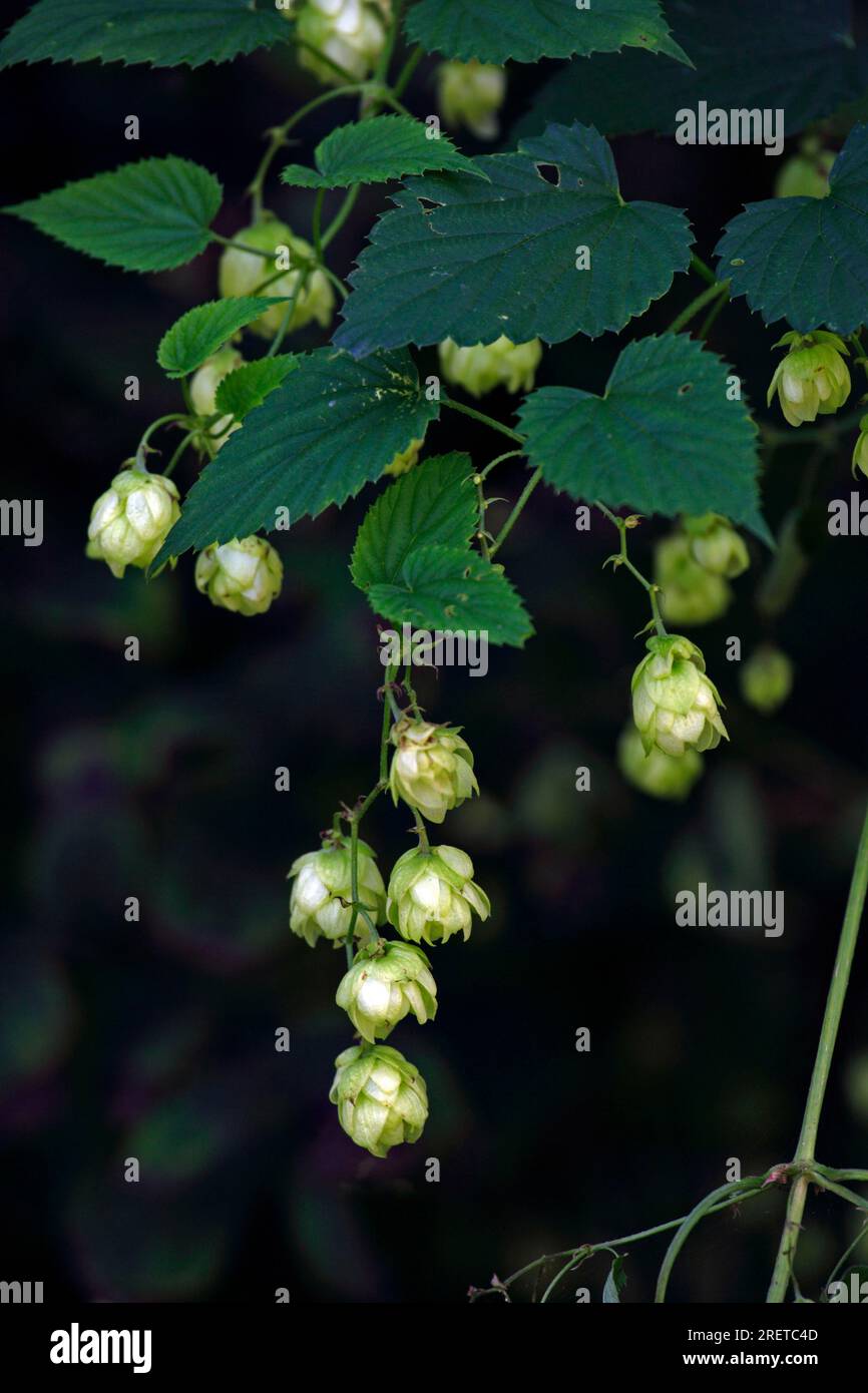Common hop (Humulus lupulus), Germany Stock Photo - Alamy