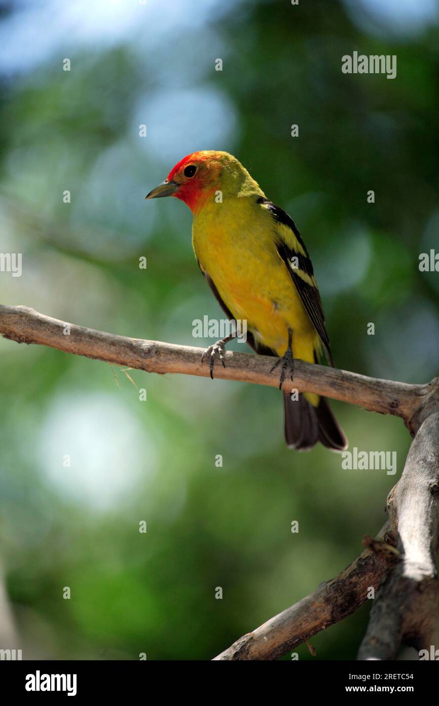 Western Tanager (Piranga ludoviciana), male, Sonora Desert, western ...