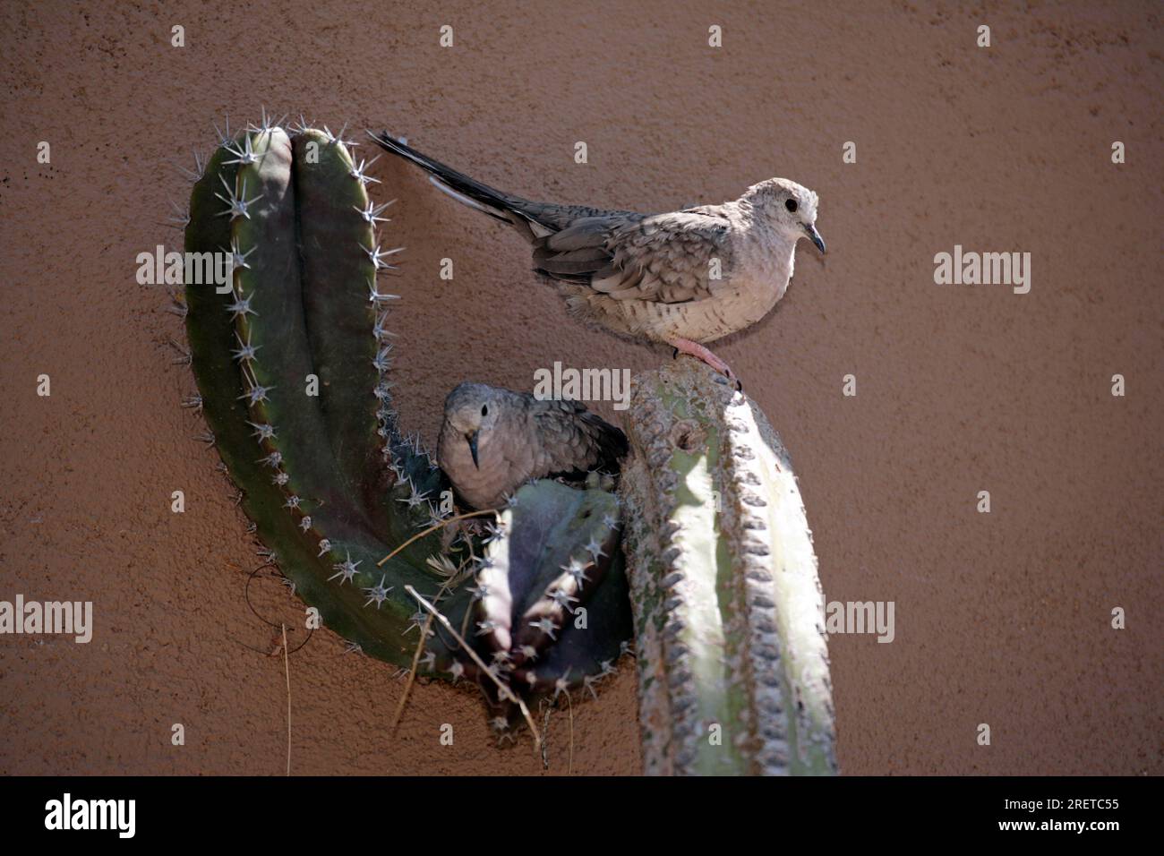 Inca dove (Scardafella inca) Sonora Desert, Arizona, USA Stock Photo ...