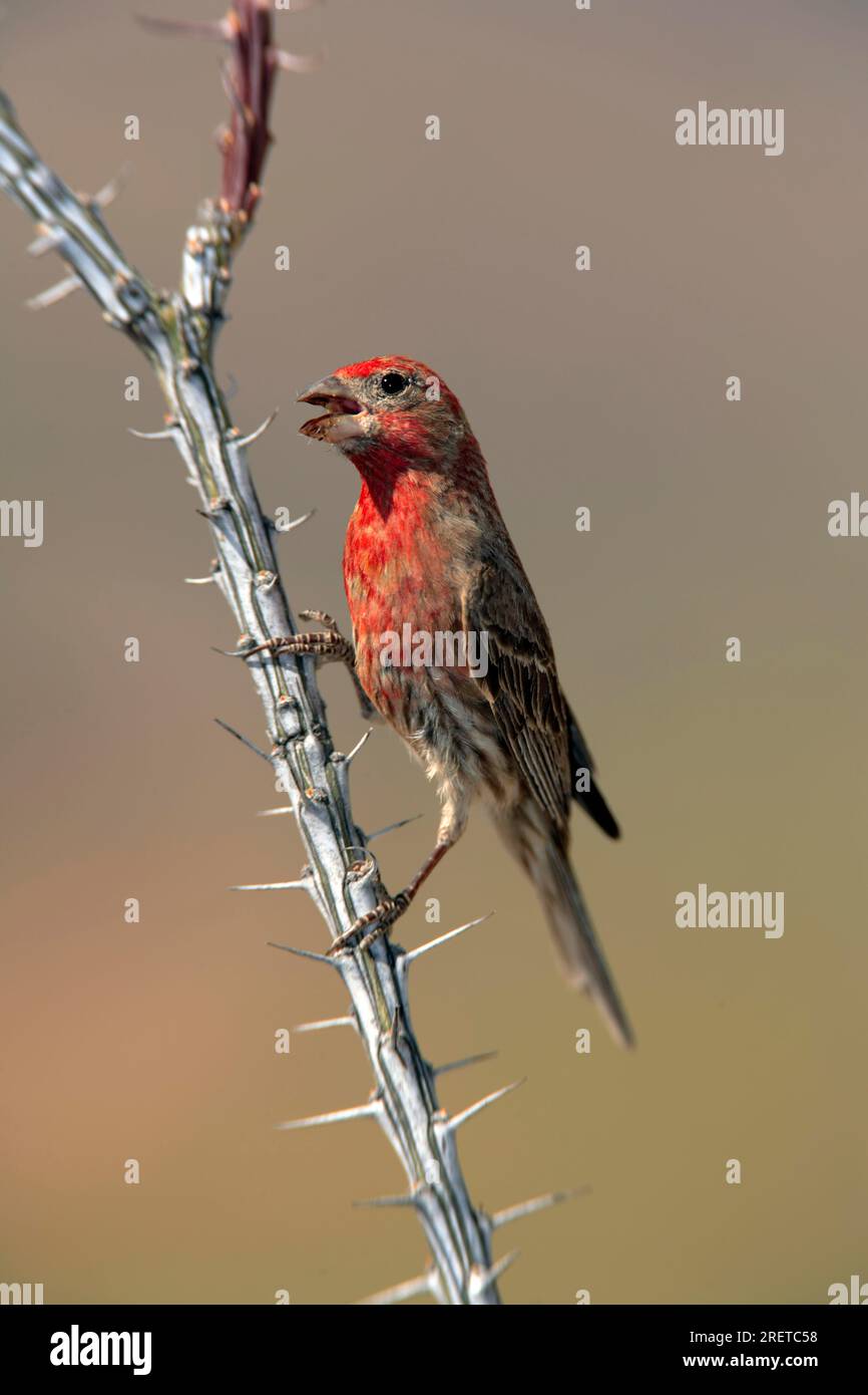 House Finch (Carpodacus mexicanus), males, Sonora Desert, Arizona, USA ...