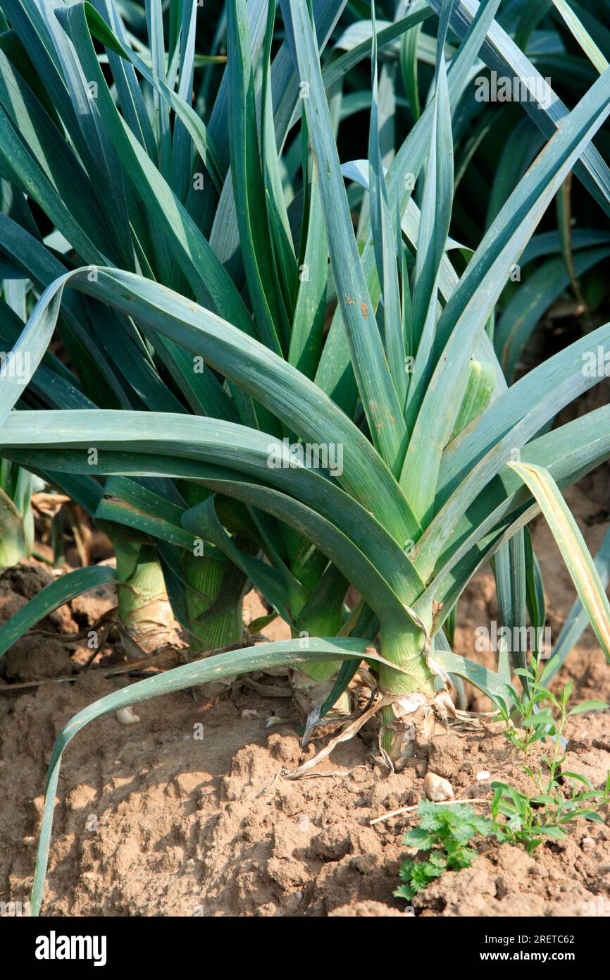 Leek (Allium porrum), Germany Stock Photo - Alamy
