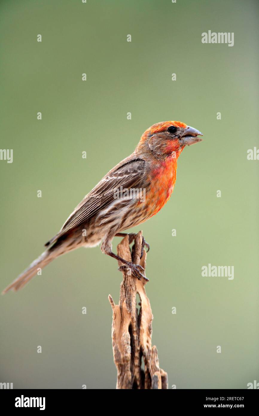 Mexican finches hi-res stock photography and images - Alamy