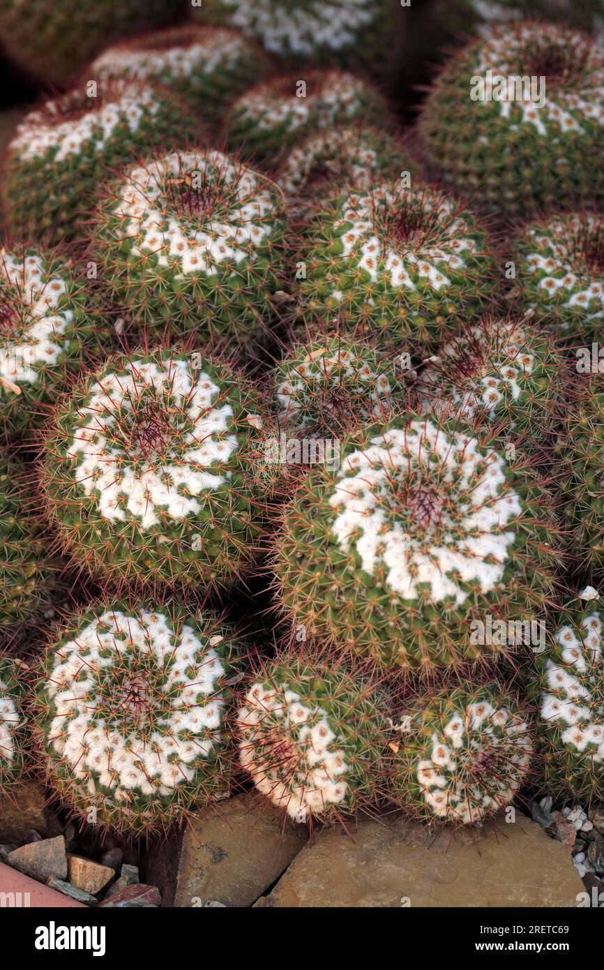 Double-spined cactus, twin spined cactus (Mammillaria geminispina), USA ...