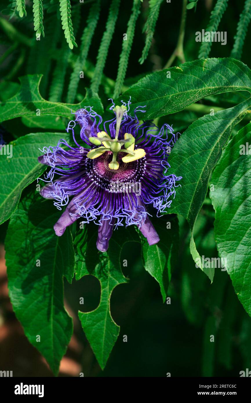 Maypop passiflora incarnata hi-res stock photography and images - Alamy