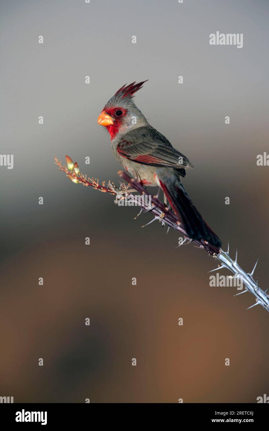 Drought animal arizona hi-res stock photography and images - Alamy