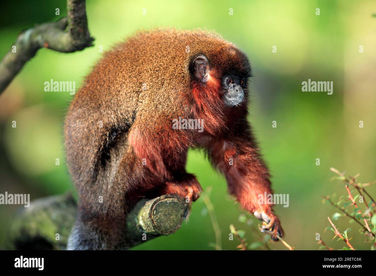 Callicebus cupreus hi-res stock photography and images - Alamy