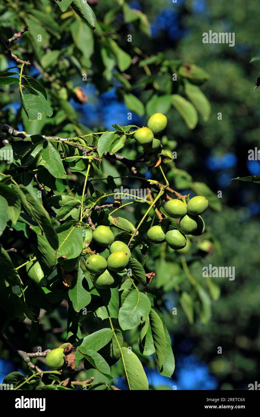 Walnut fruits on tree, Germany (Juglans regia Stock Photo - Alamy